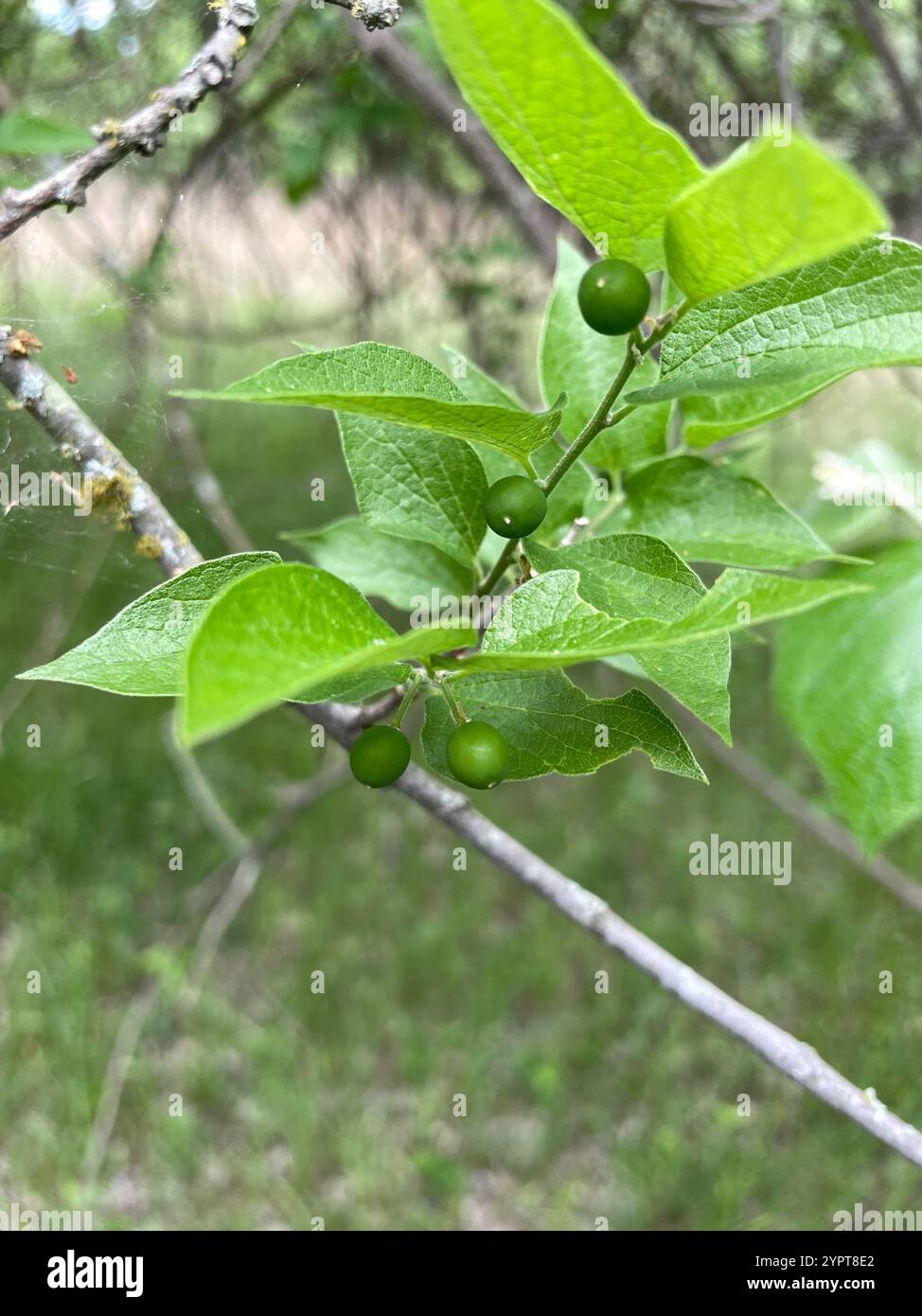 netleaf hackberry (Celtis reticulata Stock Photo - Alamy
