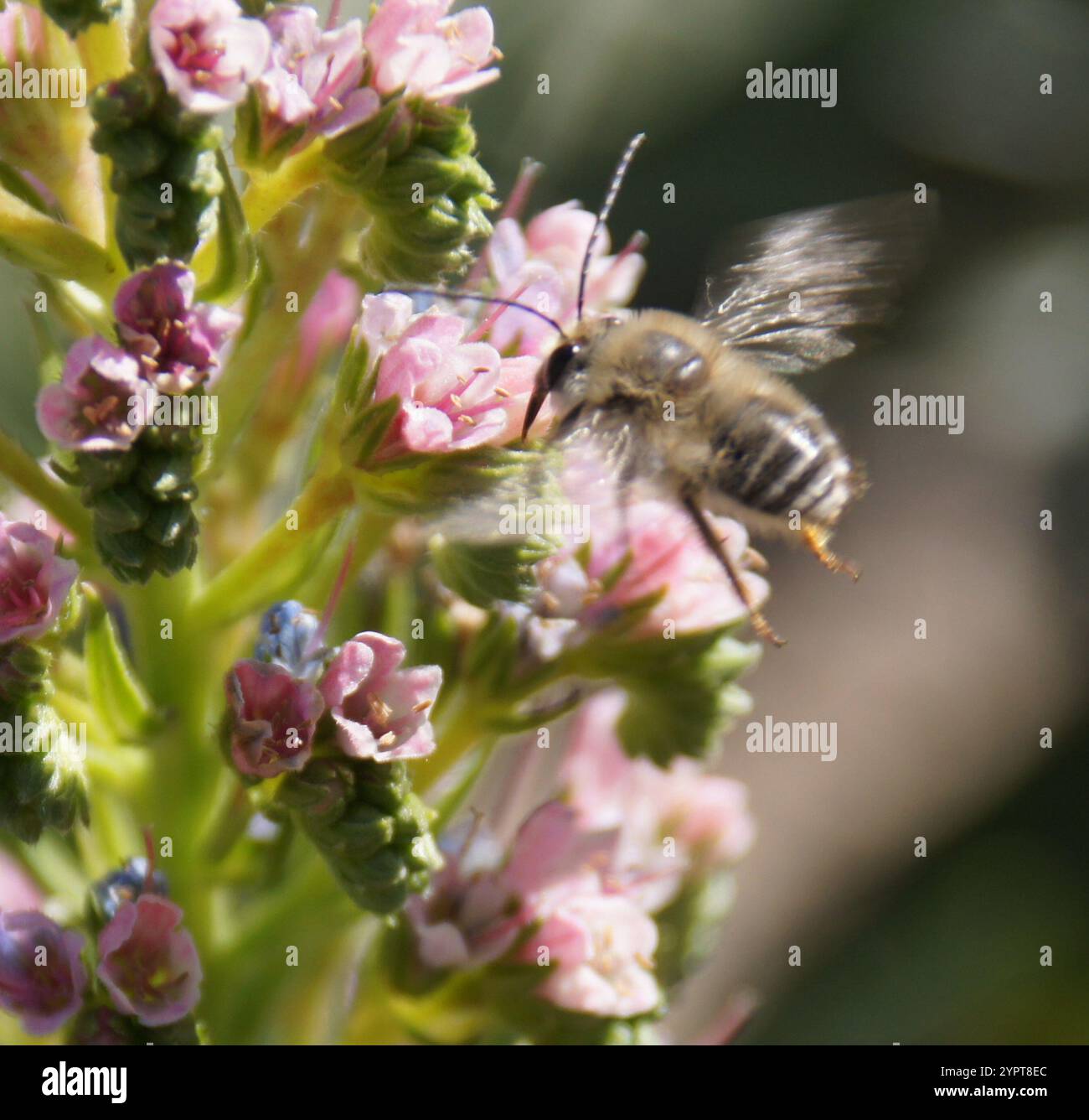 Slender-legged Longhorn (Eucera gracilipes Stock Photo - Alamy