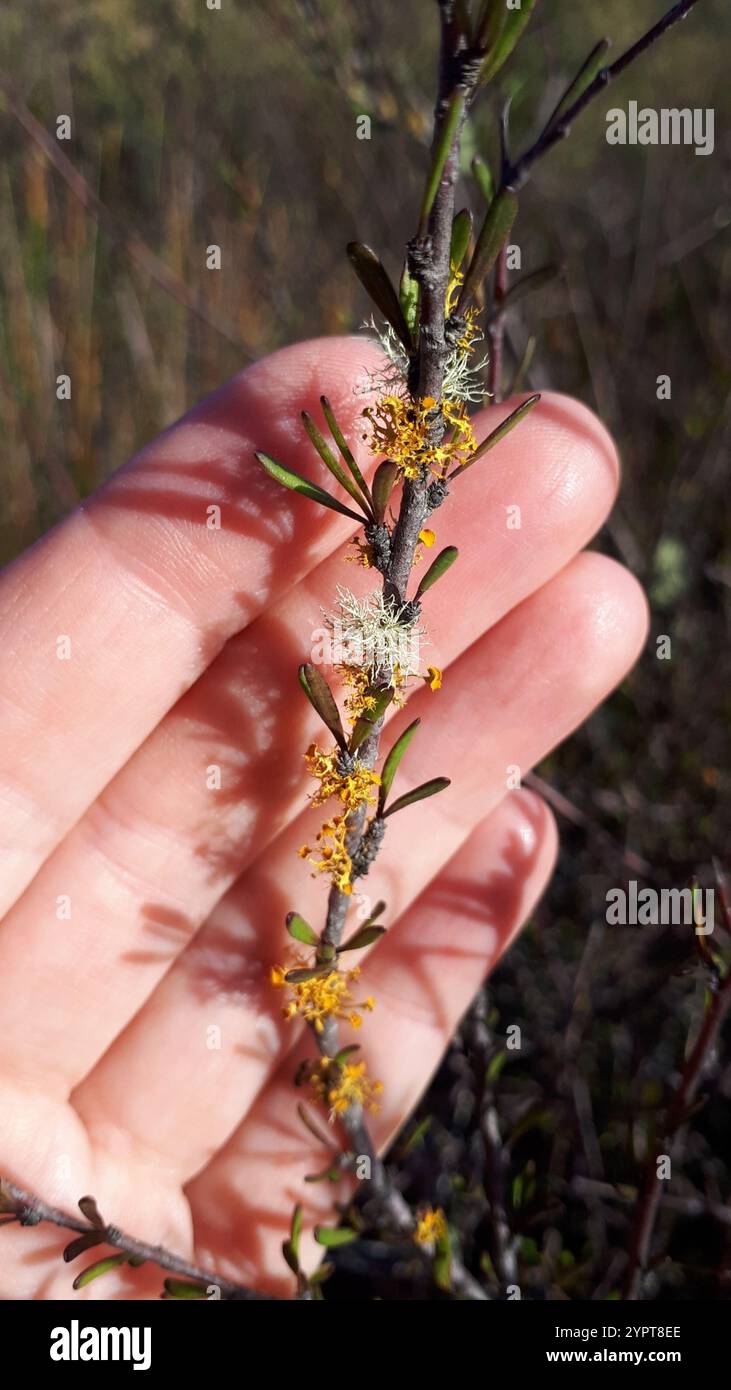 Golden-eye Lichen (Teloschistes chrysophthalmus Stock Photo - Alamy