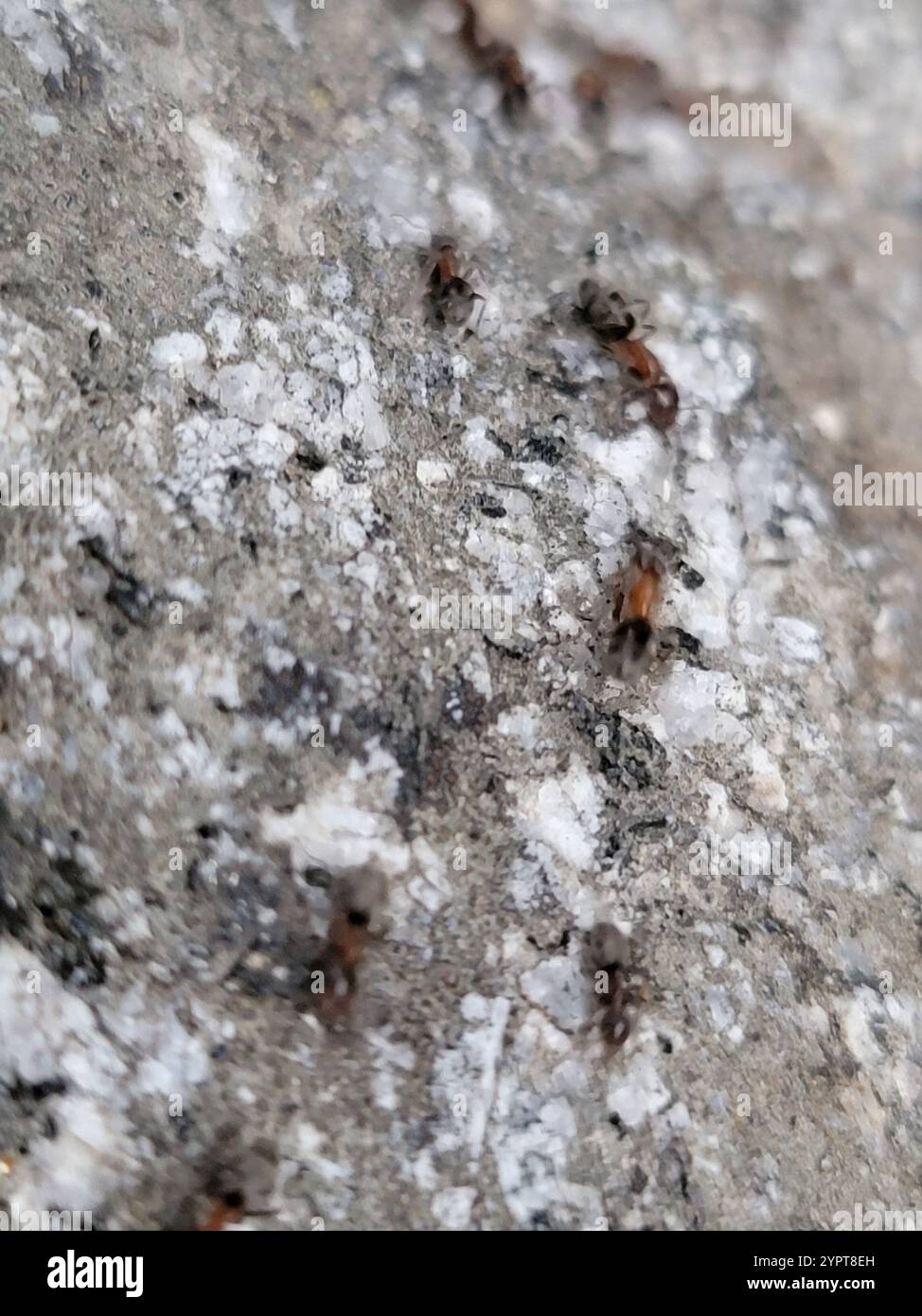 Western Velvety Tree Ant (Liometopum occidentale Stock Photo - Alamy