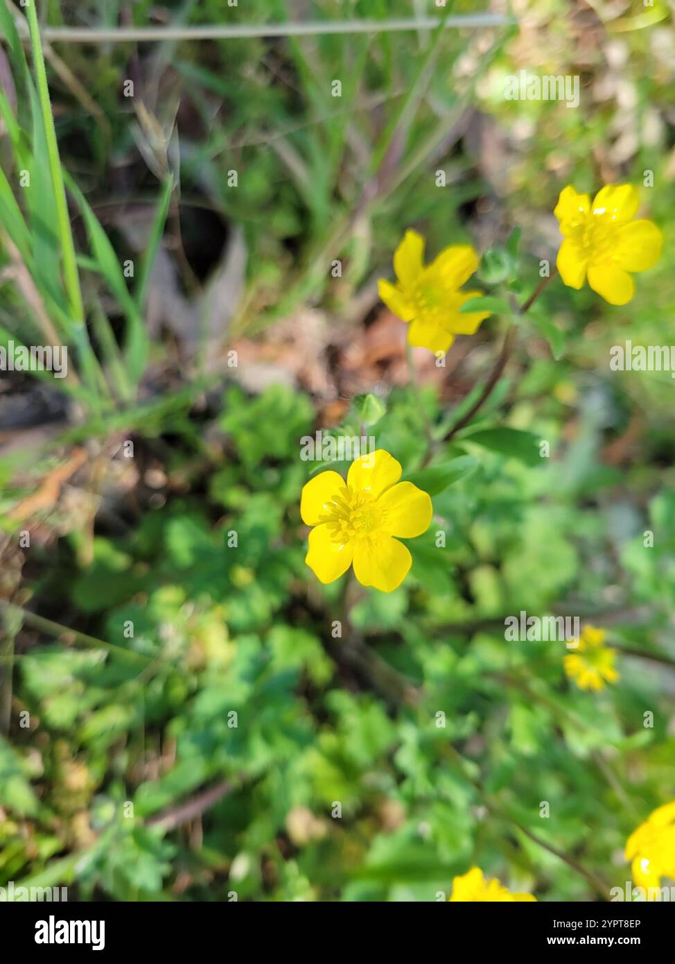 bulbous buttercup (Ranunculus bulbosus Stock Photo - Alamy