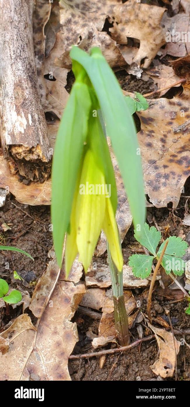 largeflower bellwort (Uvularia grandiflora Stock Photo - Alamy