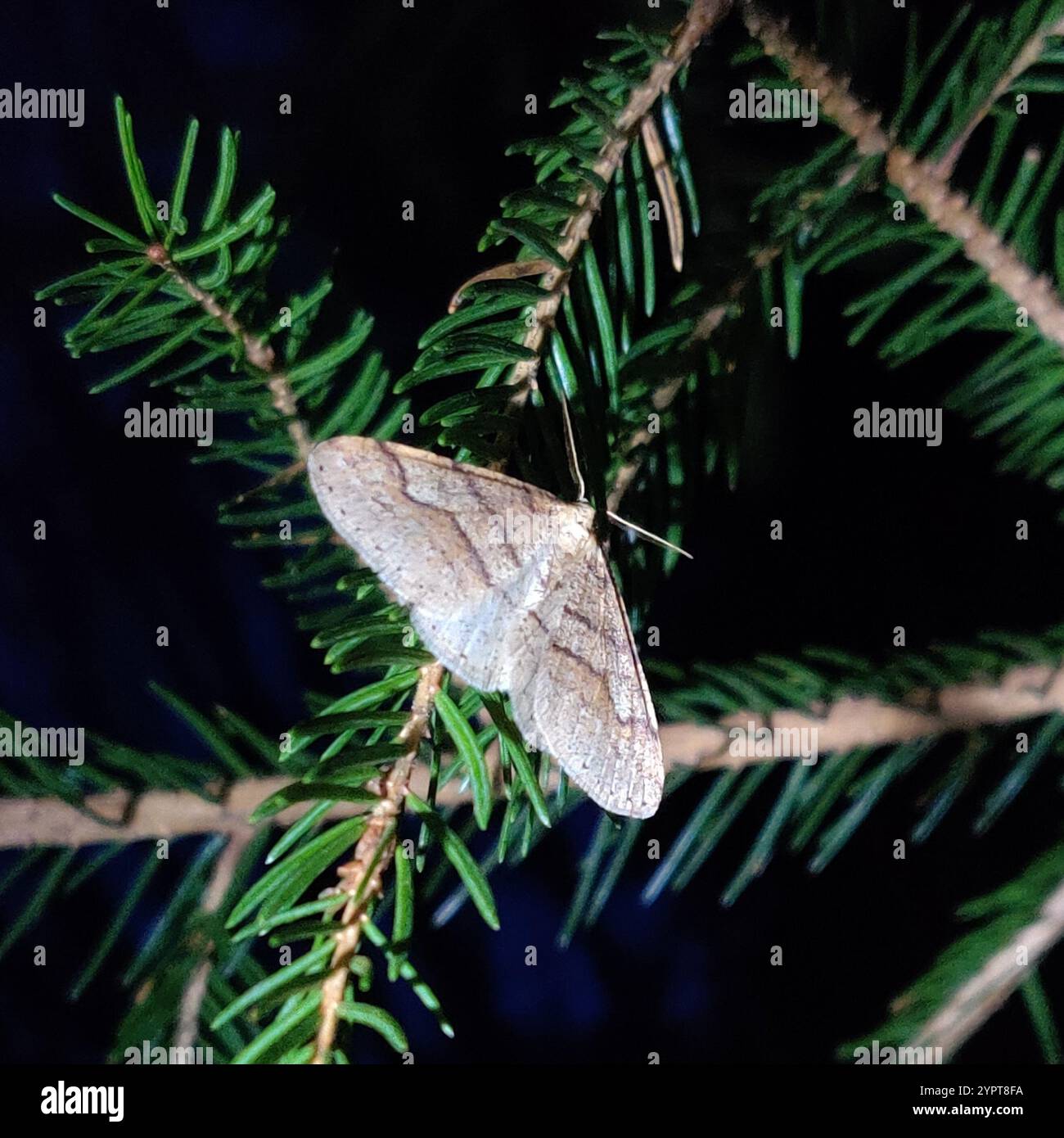 Dotted Border Moth (Agriopis marginaria Stock Photo - Alamy