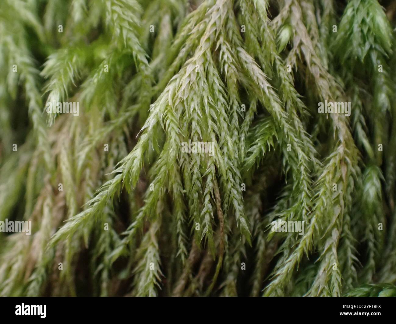 Cat's Tail Moss (Pseudisothecium stoloniferum Stock Photo - Alamy