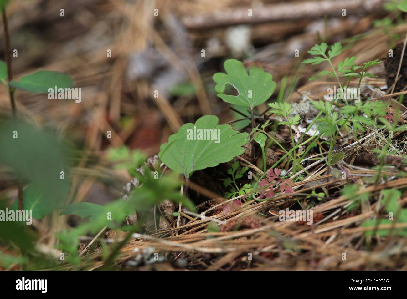 Nuttall's toothwort (Cardamine nuttallii Stock Photo - Alamy