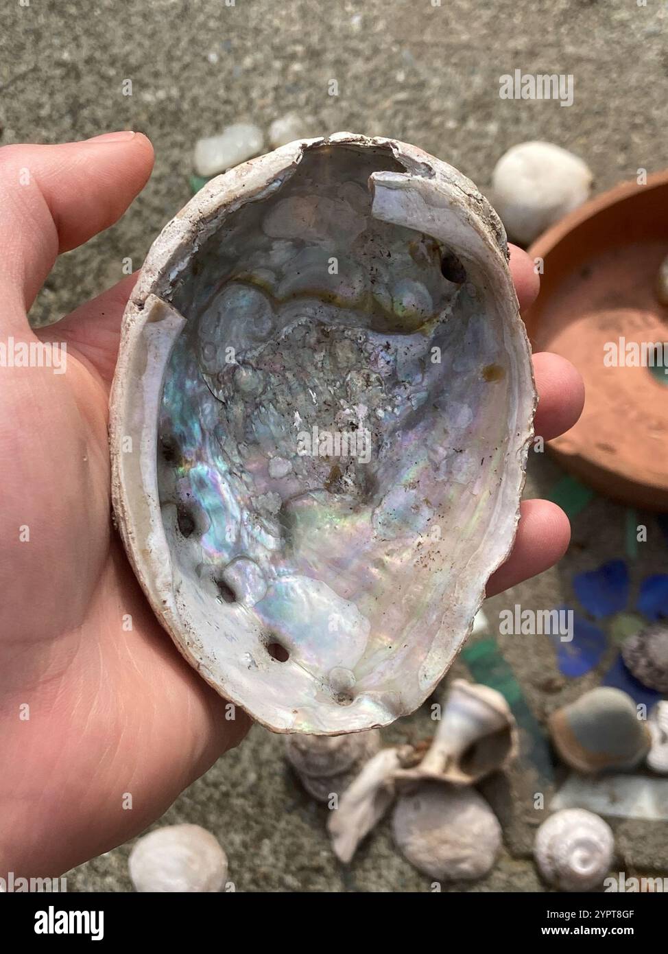 Pinto Abalone (Haliotis kamtschatkana Stock Photo - Alamy