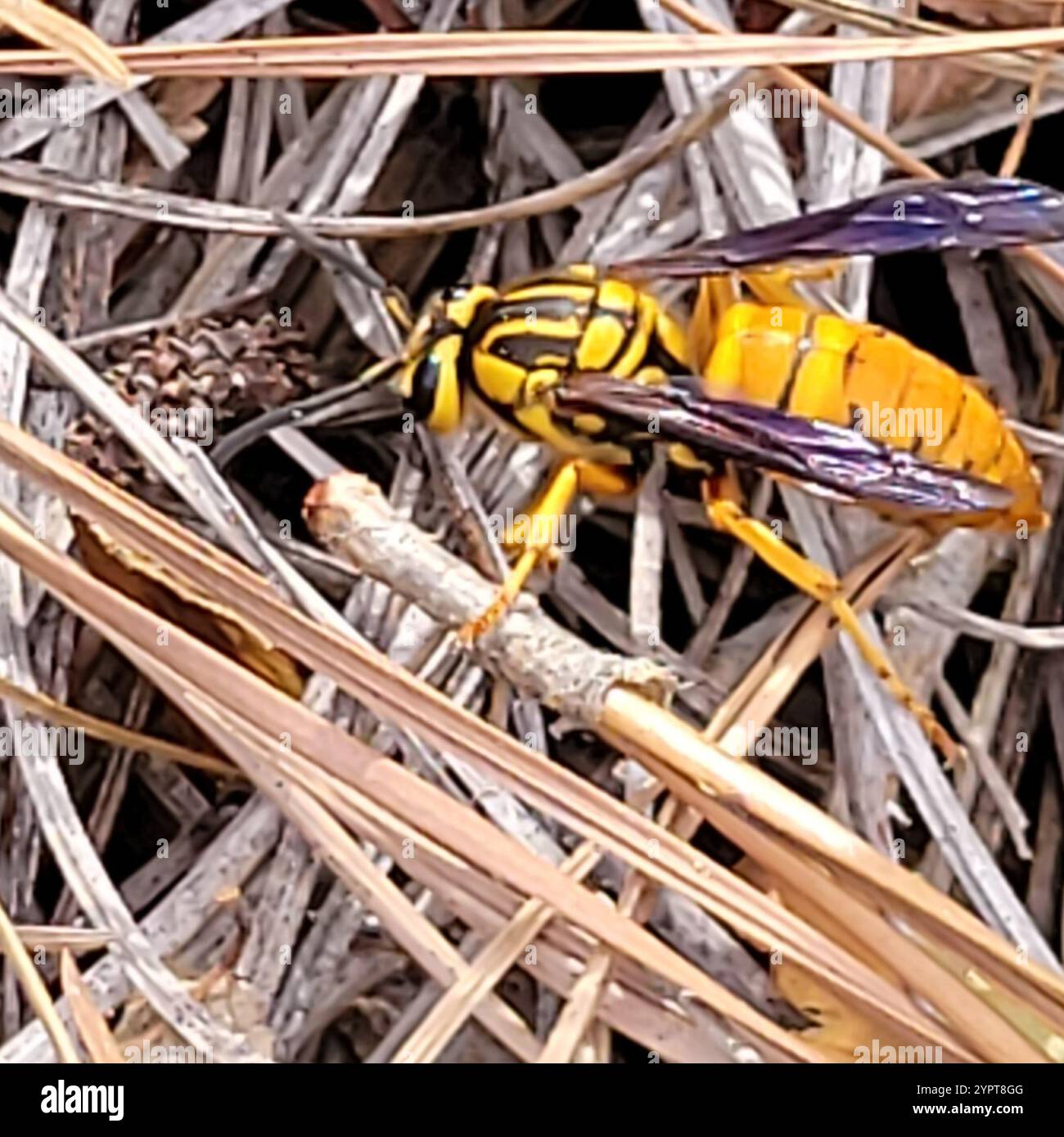 Southern Yellowjacket (Vespula squamosa Stock Photo - Alamy