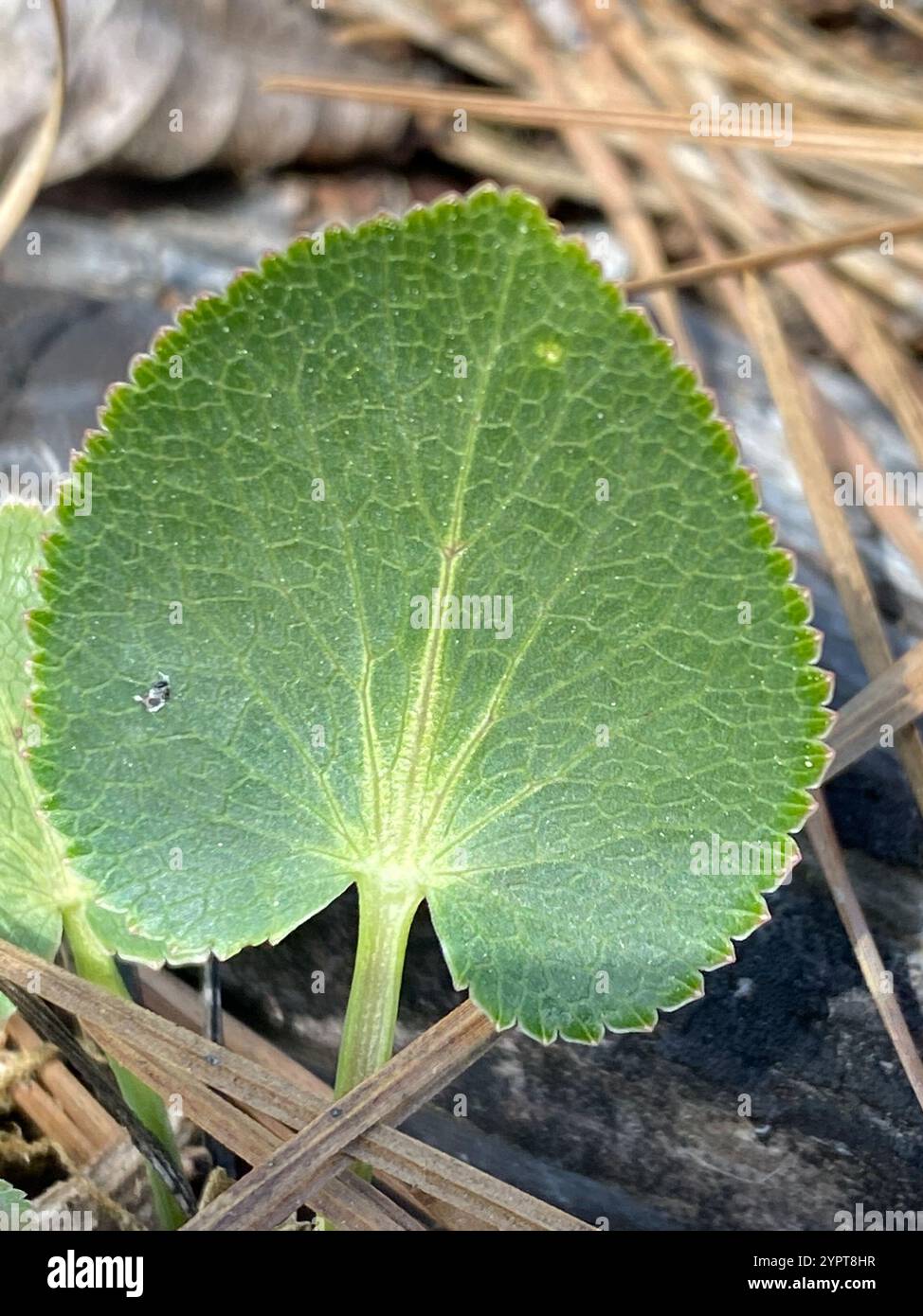 heart-leaf golden Alexanders (Zizia aptera Stock Photo - Alamy