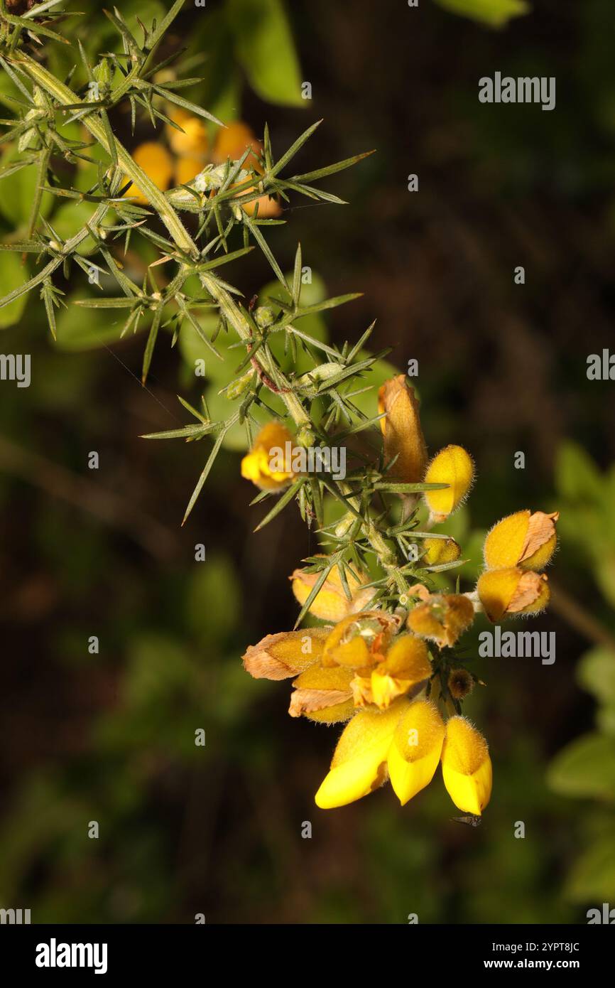 gorse (Ulex europaeus Stock Photo - Alamy