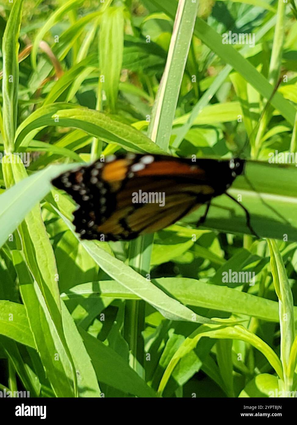 Viceroy (Limenitis archippus Stock Photo - Alamy