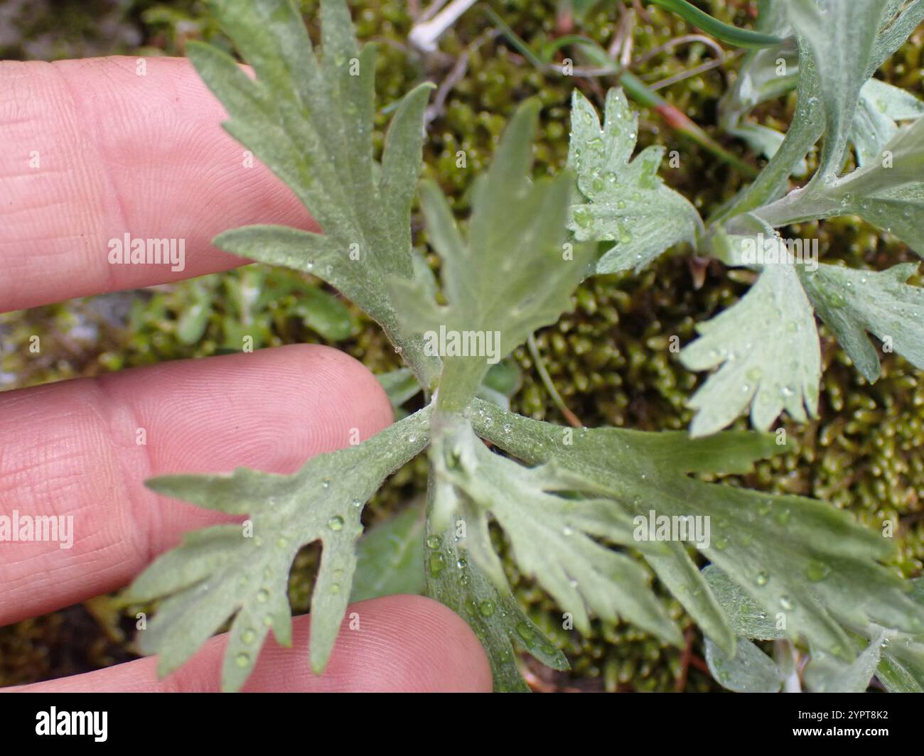 Silver Wormwood (Artemisia ludoviciana Stock Photo - Alamy
