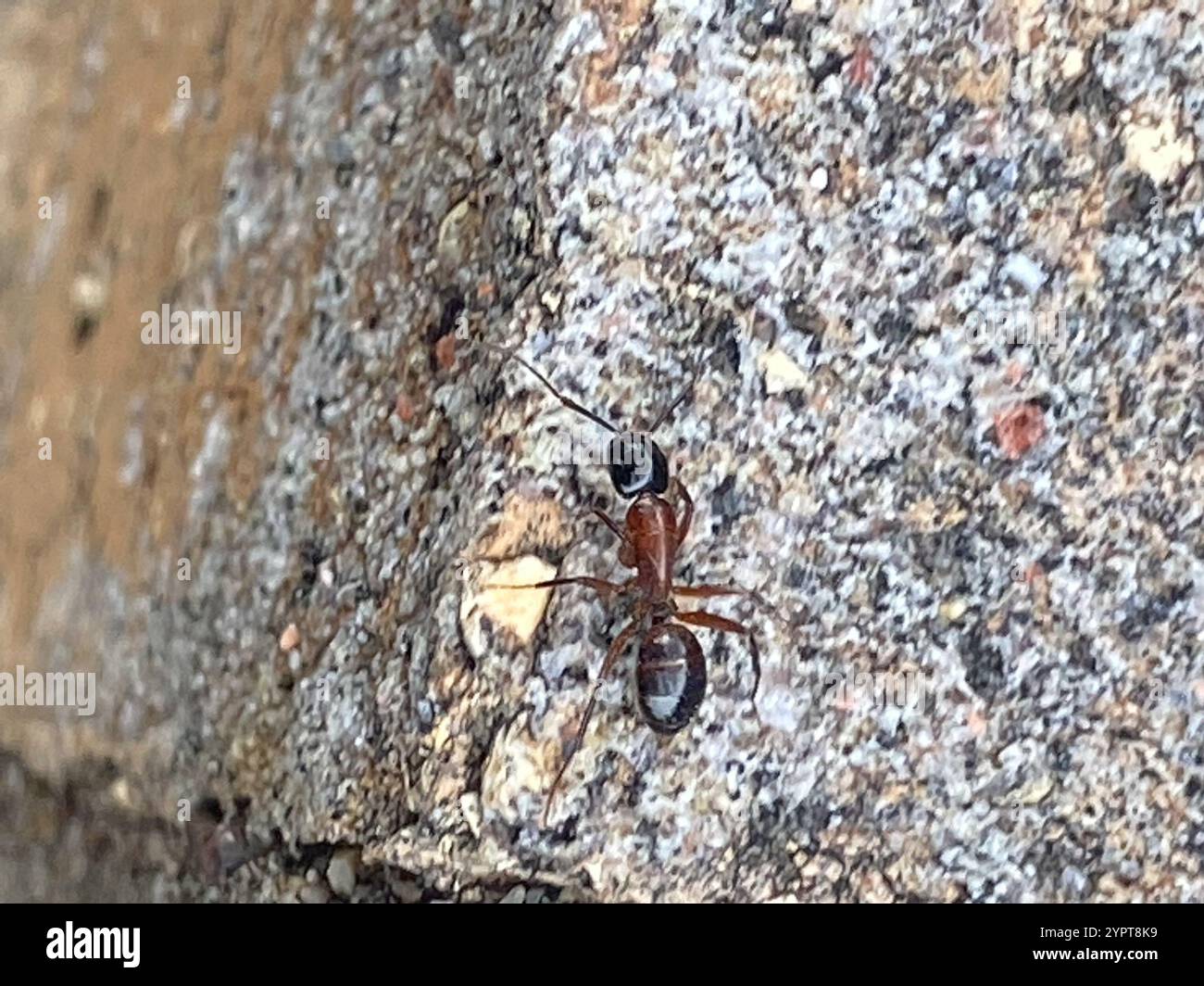 Texas Carpenter Ant (Camponotus texanus Stock Photo - Alamy