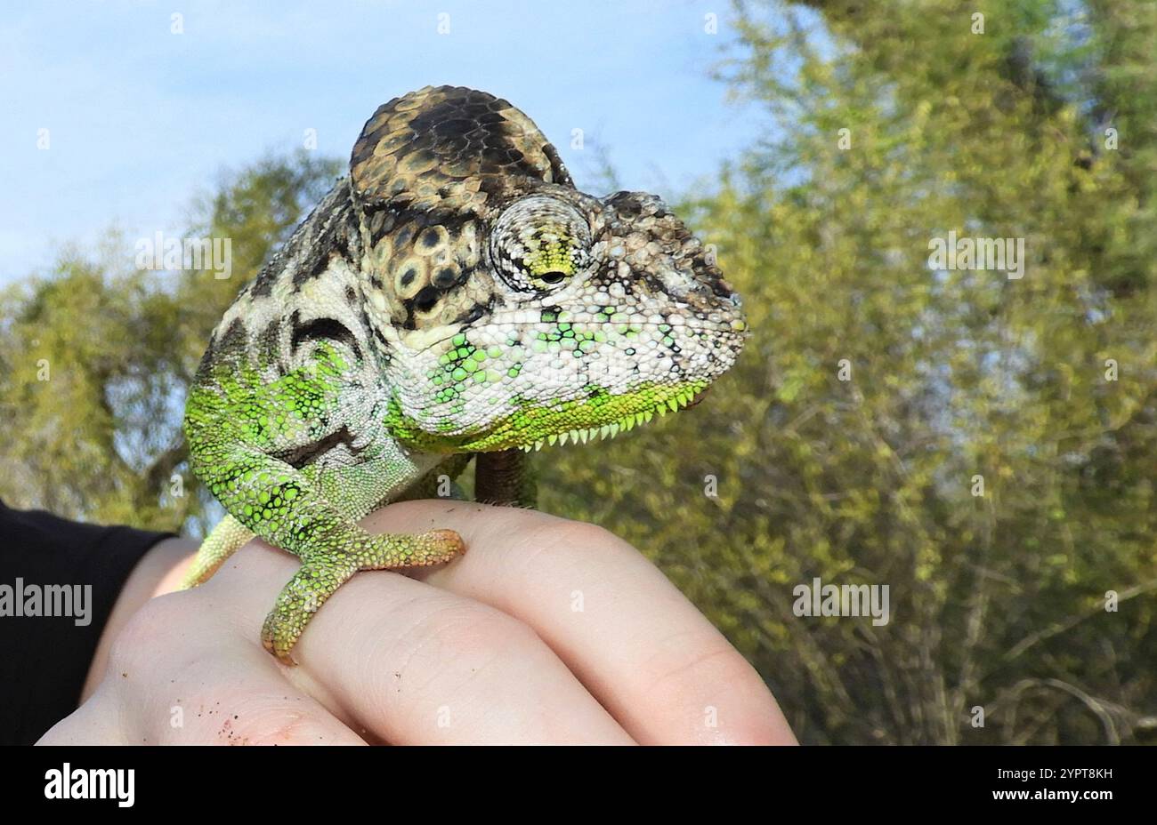Spiny Chameleon (Furcifer verrucosus Stock Photo - Alamy