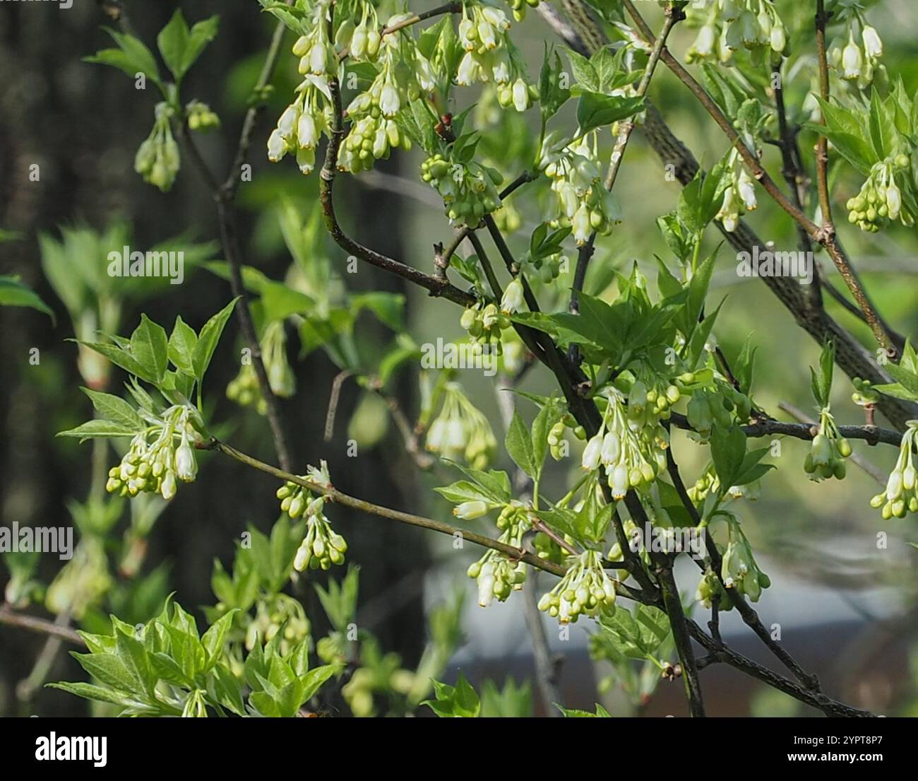 American bladdernut (Staphylea trifolia Stock Photo - Alamy
