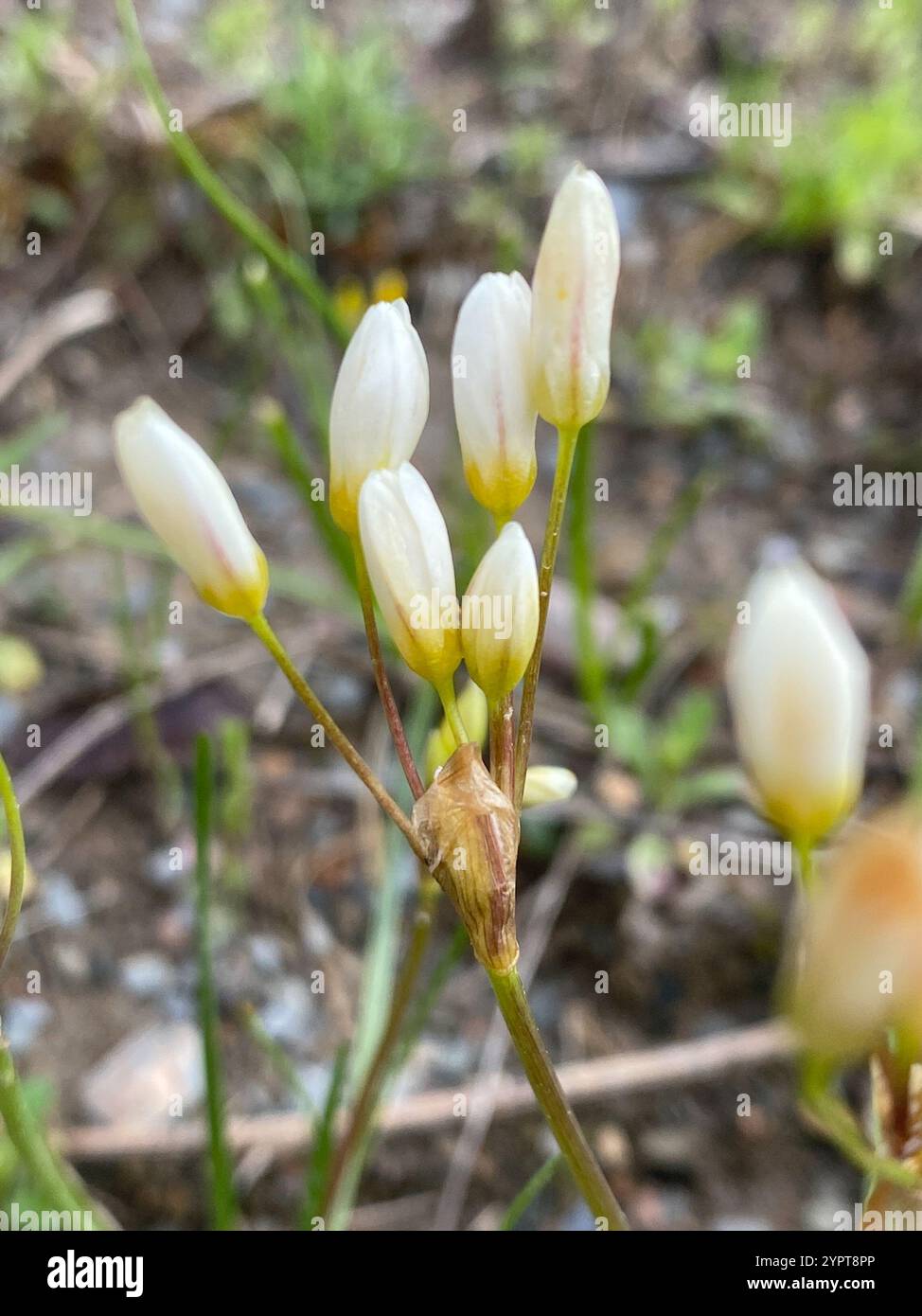 crowpoison (Nothoscordum bivalve Stock Photo - Alamy