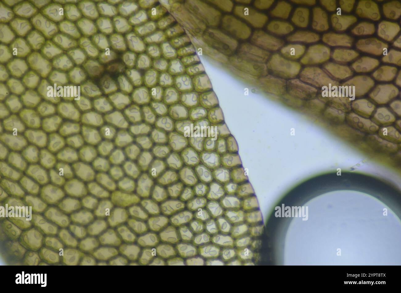 Dark-green Flapwort (Jungermannia atrovirens Stock Photo - Alamy