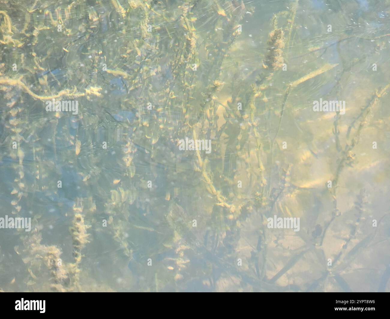 Hydrilla (Hydrilla verticillata Stock Photo - Alamy