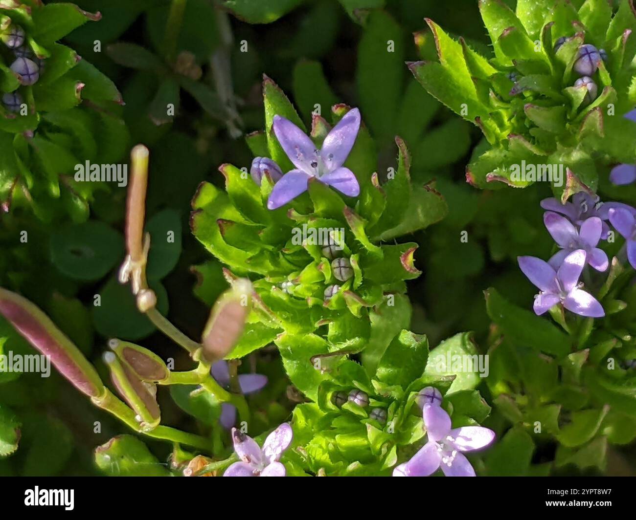 Field madder (Sherardia arvensis Stock Photo - Alamy