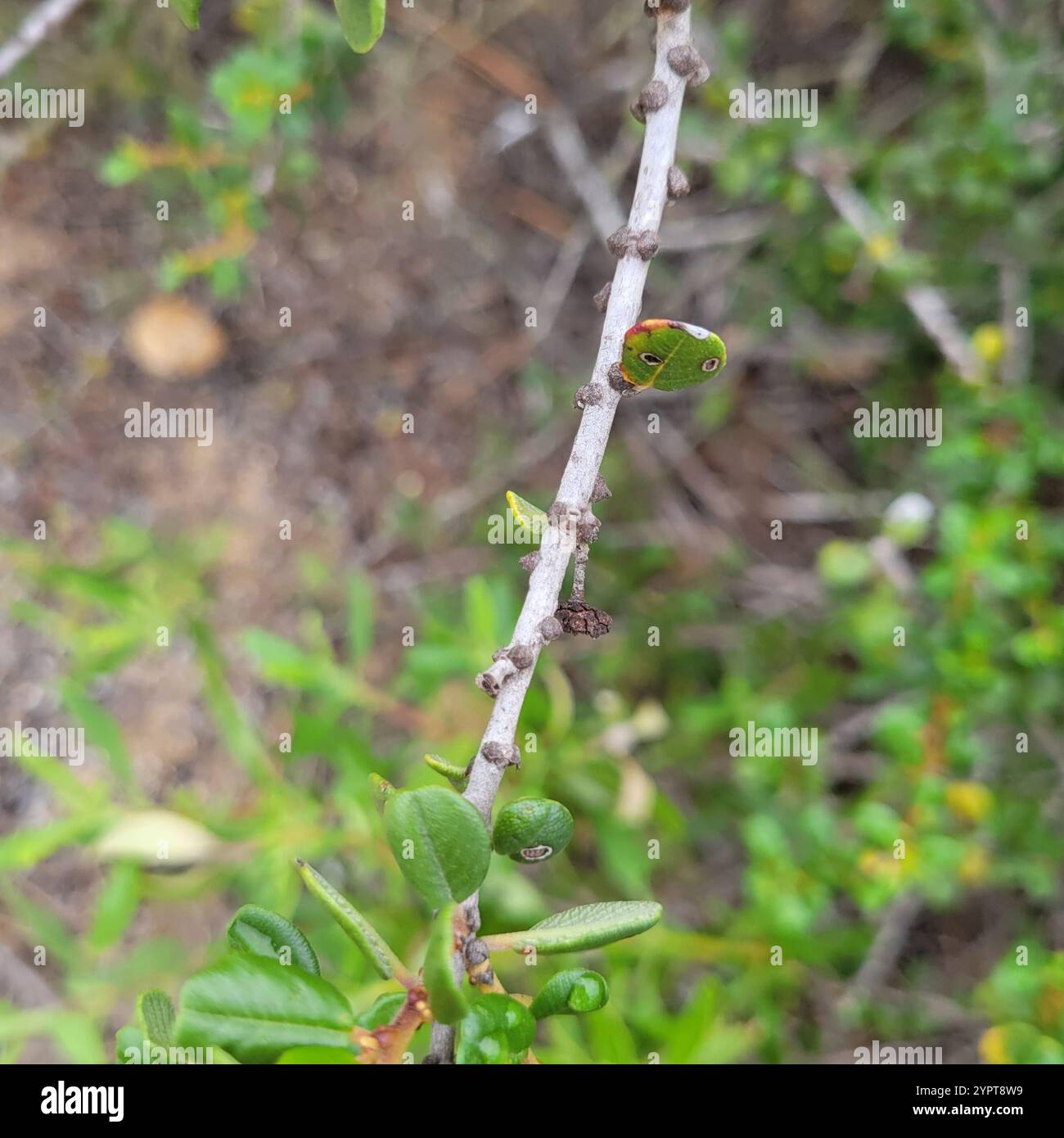 Wart-stemmed Ceanothus (Ceanothus verrucosus Stock Photo - Alamy