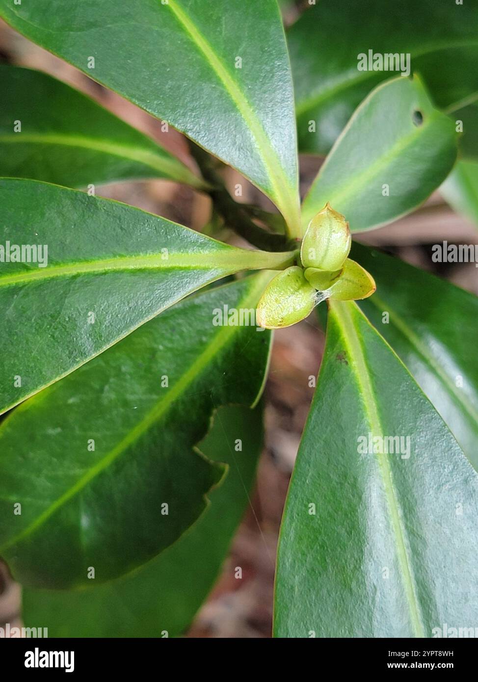 camellia family (Theaceae Stock Photo - Alamy