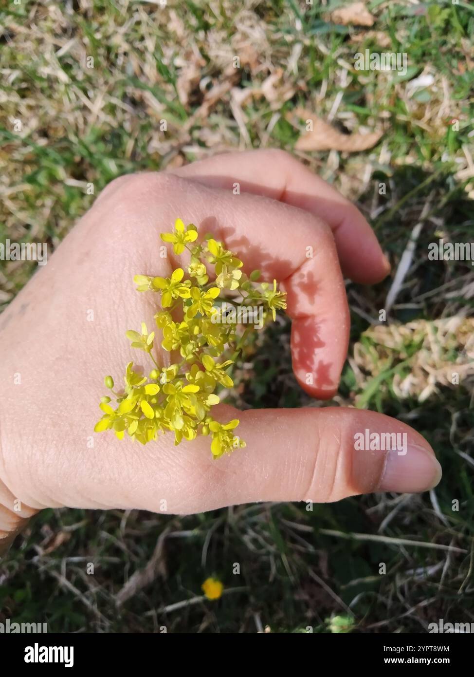 Common Buckler-mustard (Biscutella laevigata Stock Photo - Alamy
