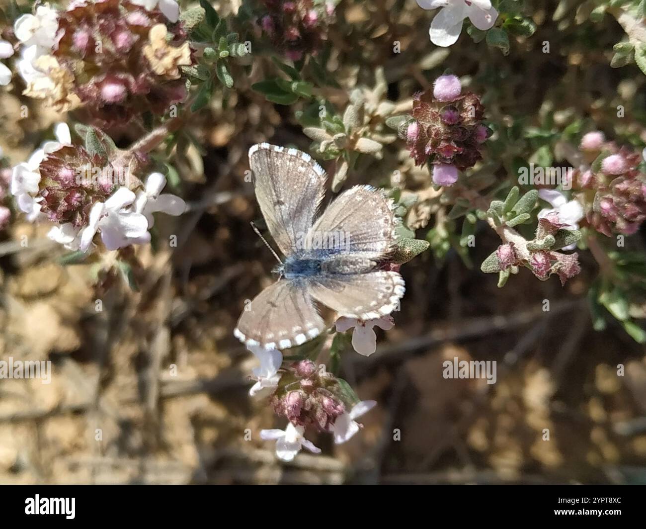 Panoptes Blue (Pseudophilotes panoptes Stock Photo - Alamy