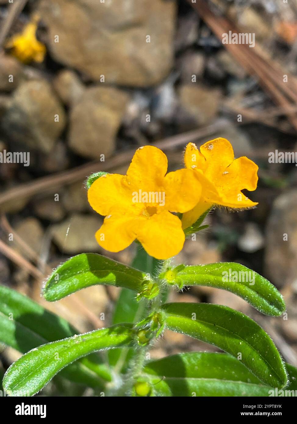 hoary puccoon (Lithospermum canescens Stock Photo - Alamy