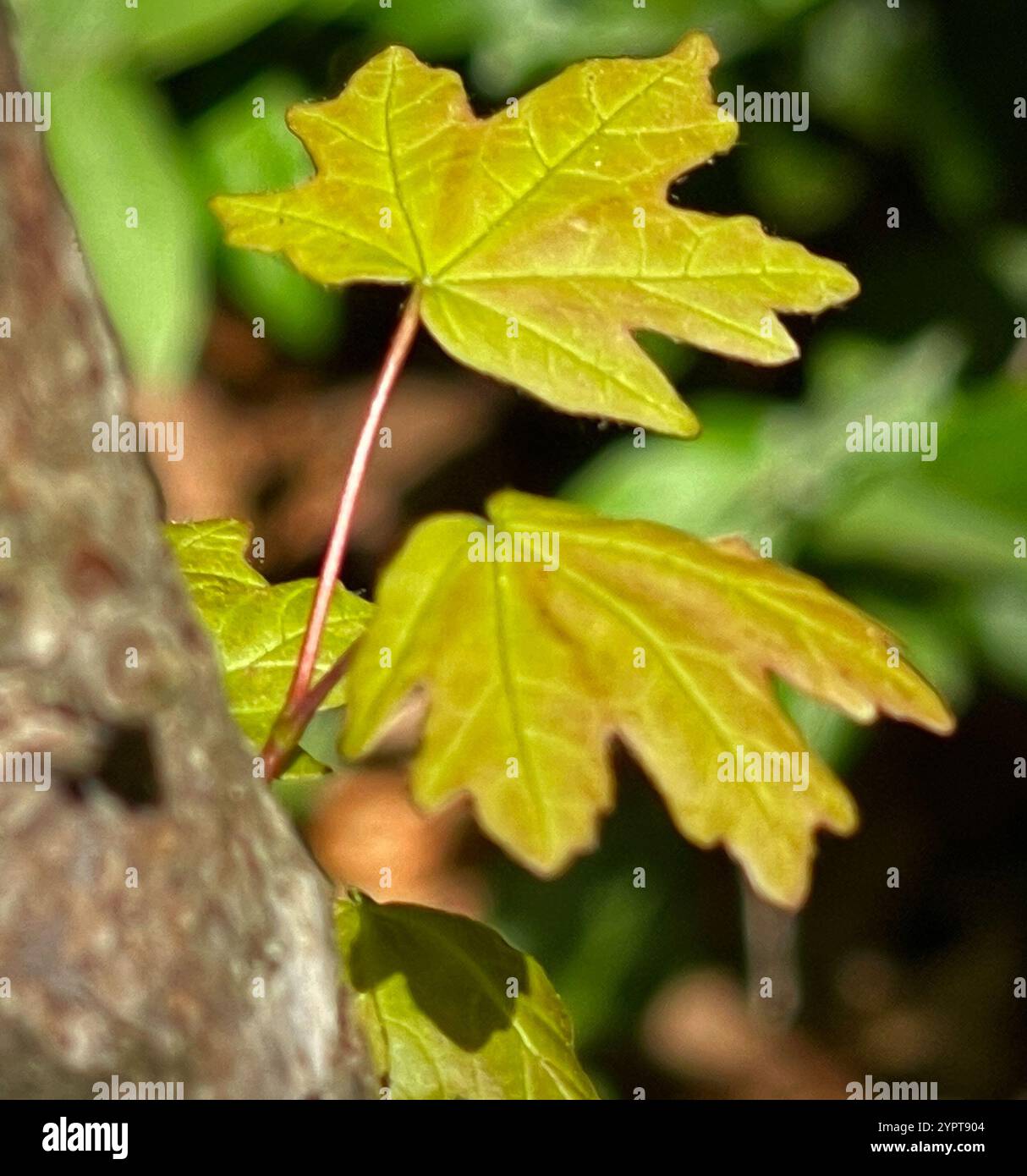 southern sugar maple (Acer floridanum Stock Photo - Alamy
