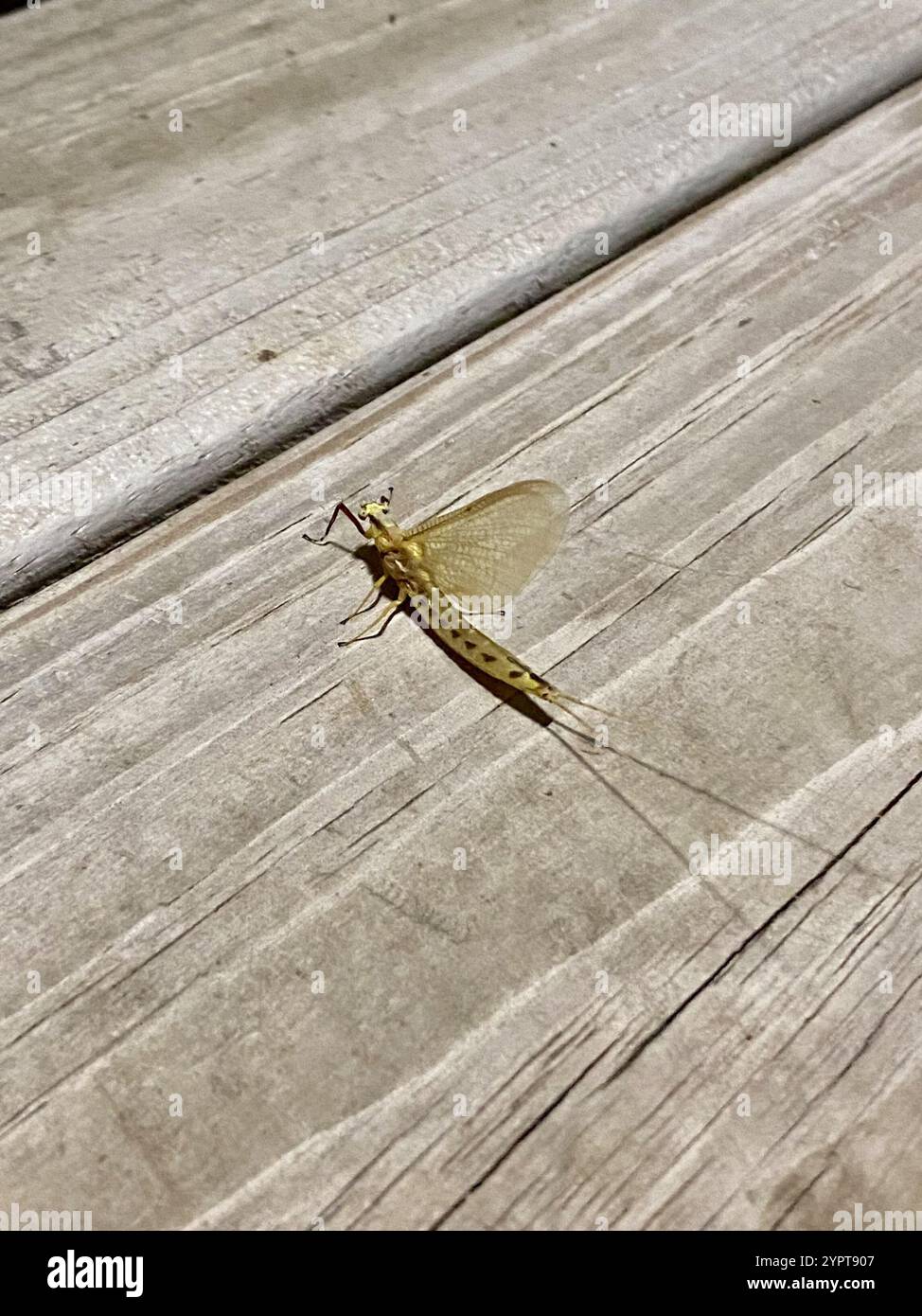 Giant Mayfly (Hexagenia limbata Stock Photo - Alamy