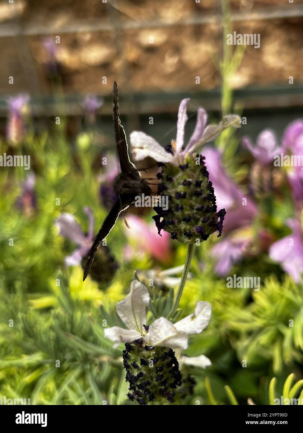 Funereal Duskywing (Erynnis funeralis Stock Photo - Alamy