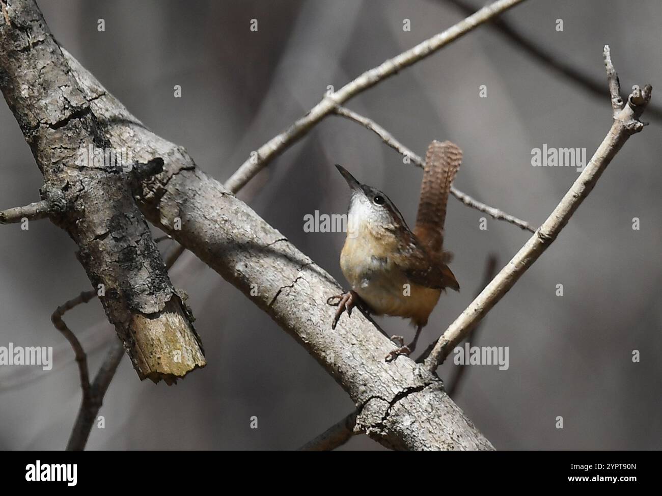 Carolina Wren (Thryothorus ludovicianus Stock Photo - Alamy
