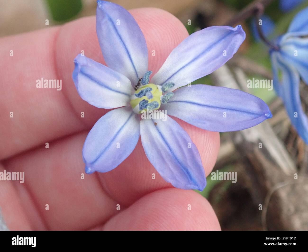 Siberian squill (Scilla siberica Stock Photo - Alamy