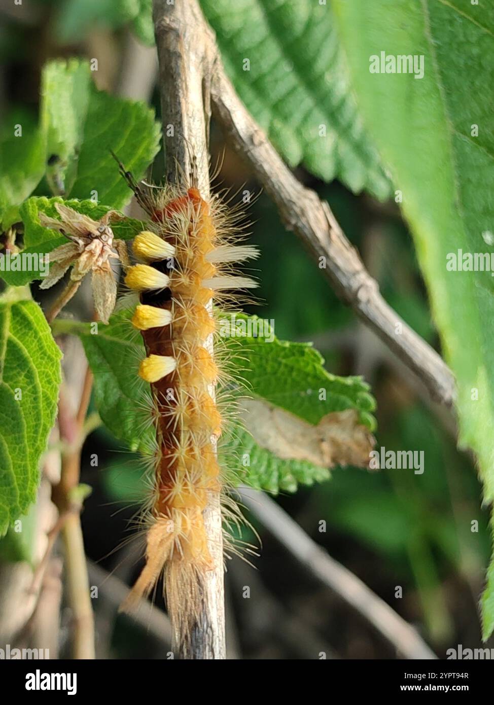 Cocoa tussock moth hi-res stock photography and images - Alamy