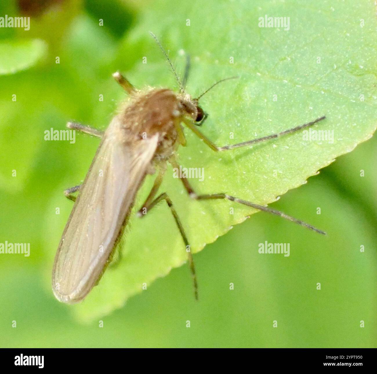 Phantom Midges (Chaoboridae Stock Photo - Alamy