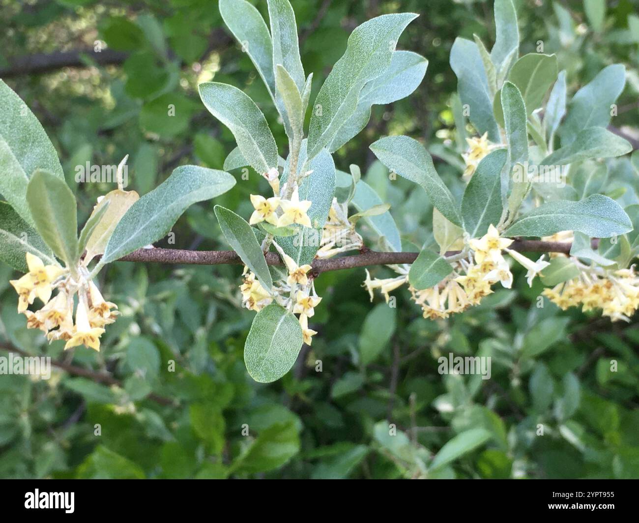 autumn olive (Elaeagnus umbellata Stock Photo - Alamy