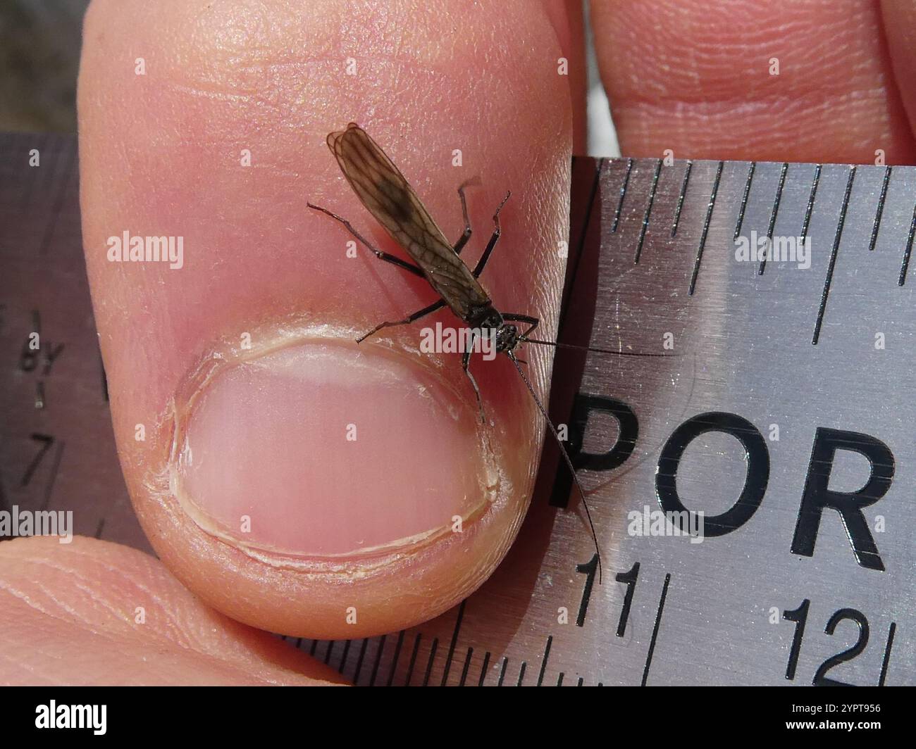 Winter Stoneflies (Taeniopterygidae Stock Photo - Alamy