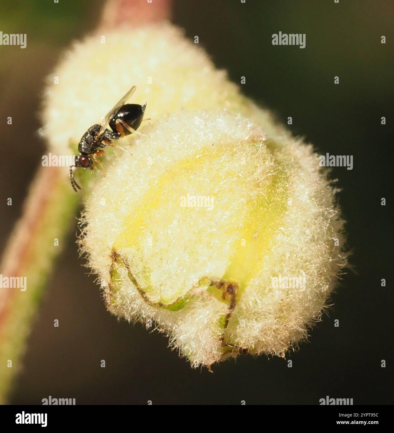 Eurytoma hi-res stock photography and images - Alamy