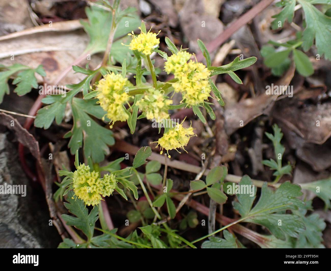 northern sanicle (Sanicula graveolens Stock Photo - Alamy