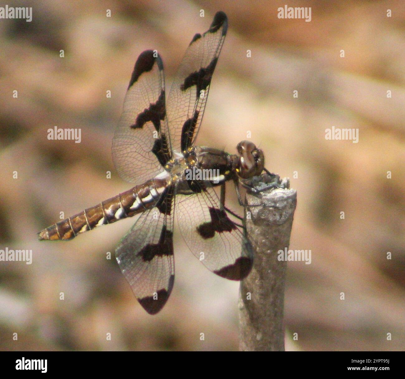 Common Whitetail (Plathemis lydia Stock Photo - Alamy