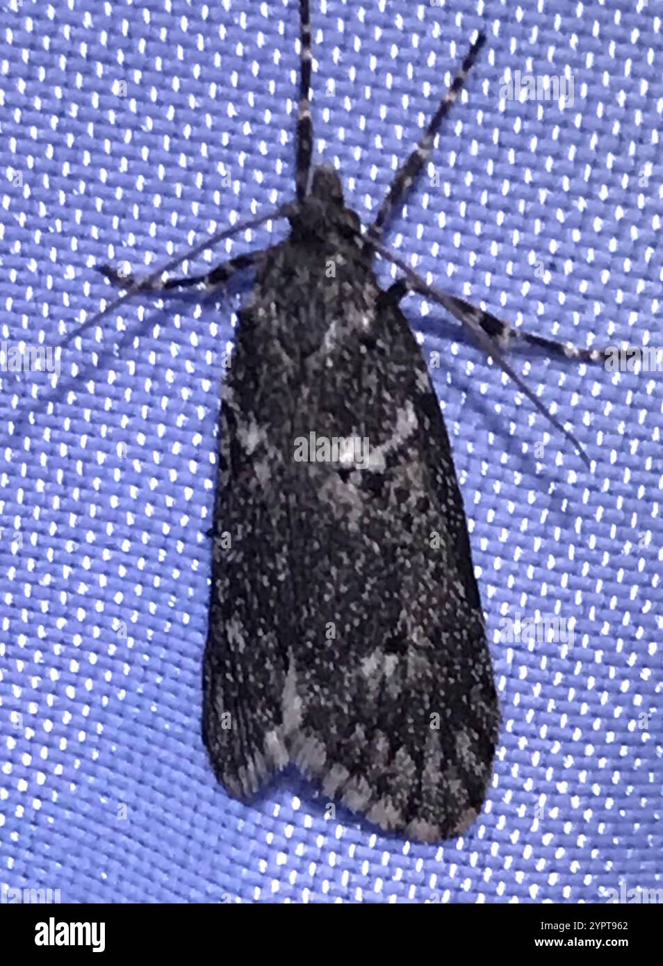 March Tubic (Diurnea fagella Stock Photo - Alamy