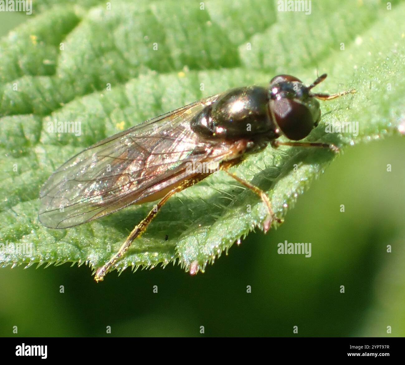 Typical Hover Flies (Syrphinae Stock Photo - Alamy