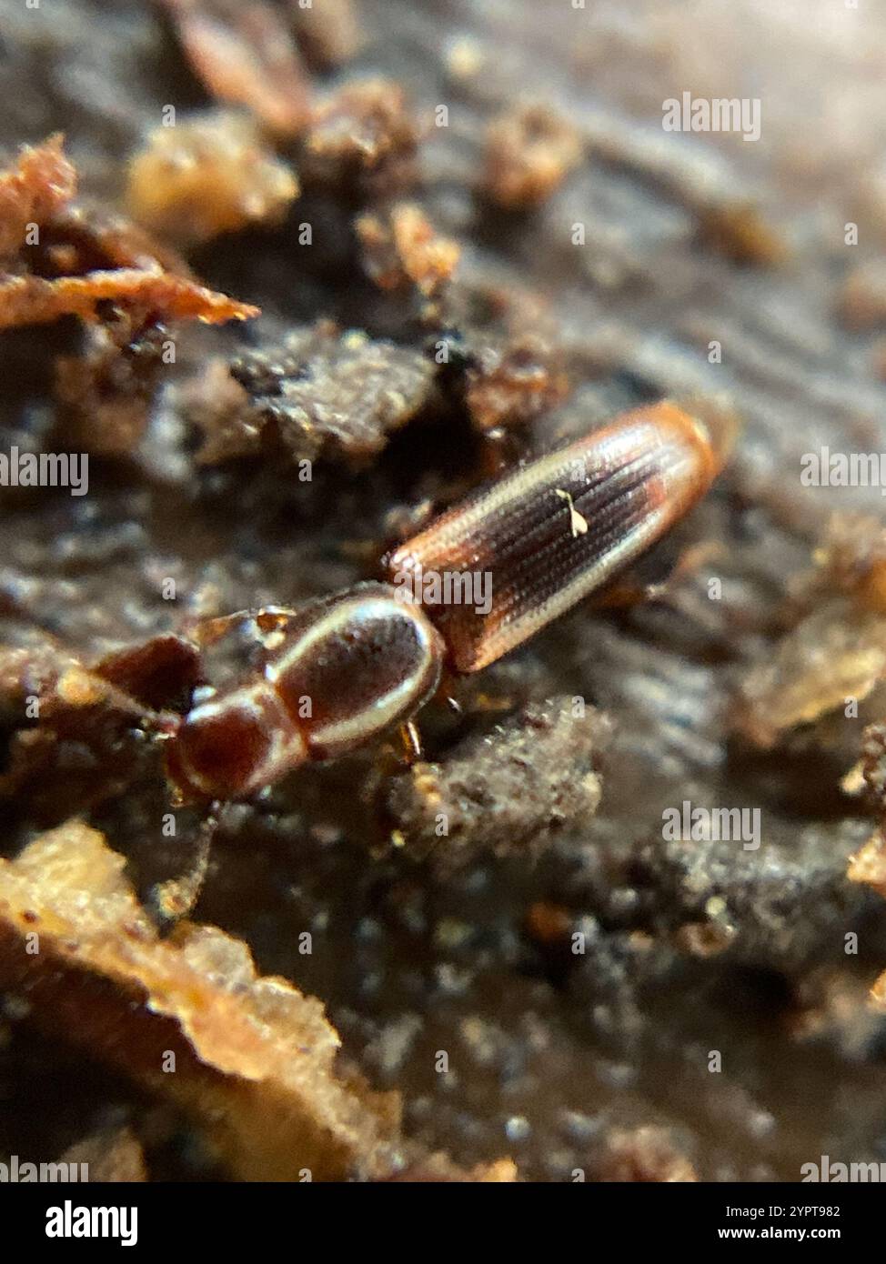 Rhizophagus dispar hi-res stock photography and images - Alamy