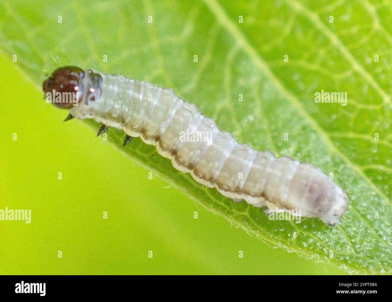 Red-line Quaker (Agrochola lota Stock Photo - Alamy