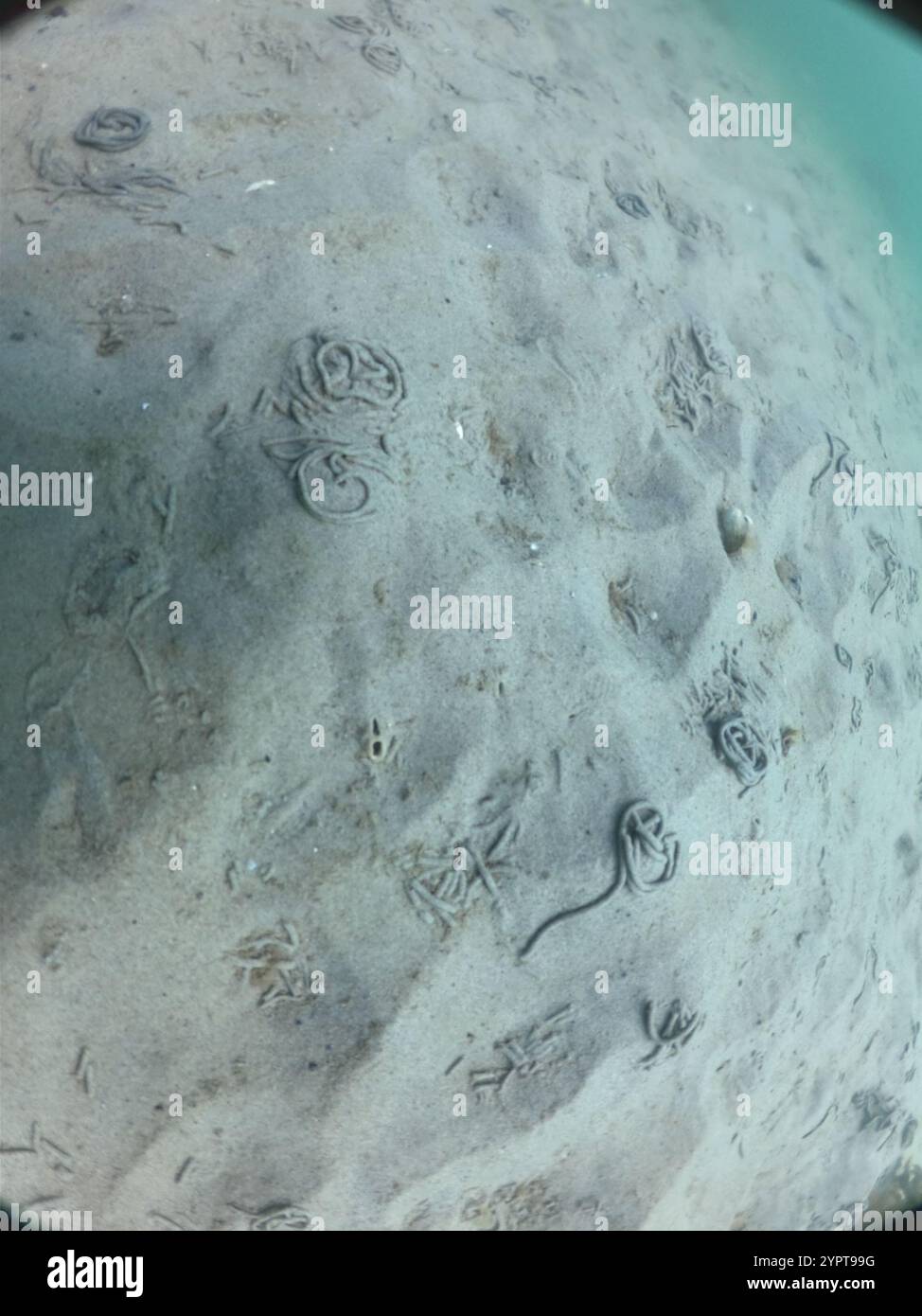 Common Cockle (Cerastoderma edule Stock Photo - Alamy