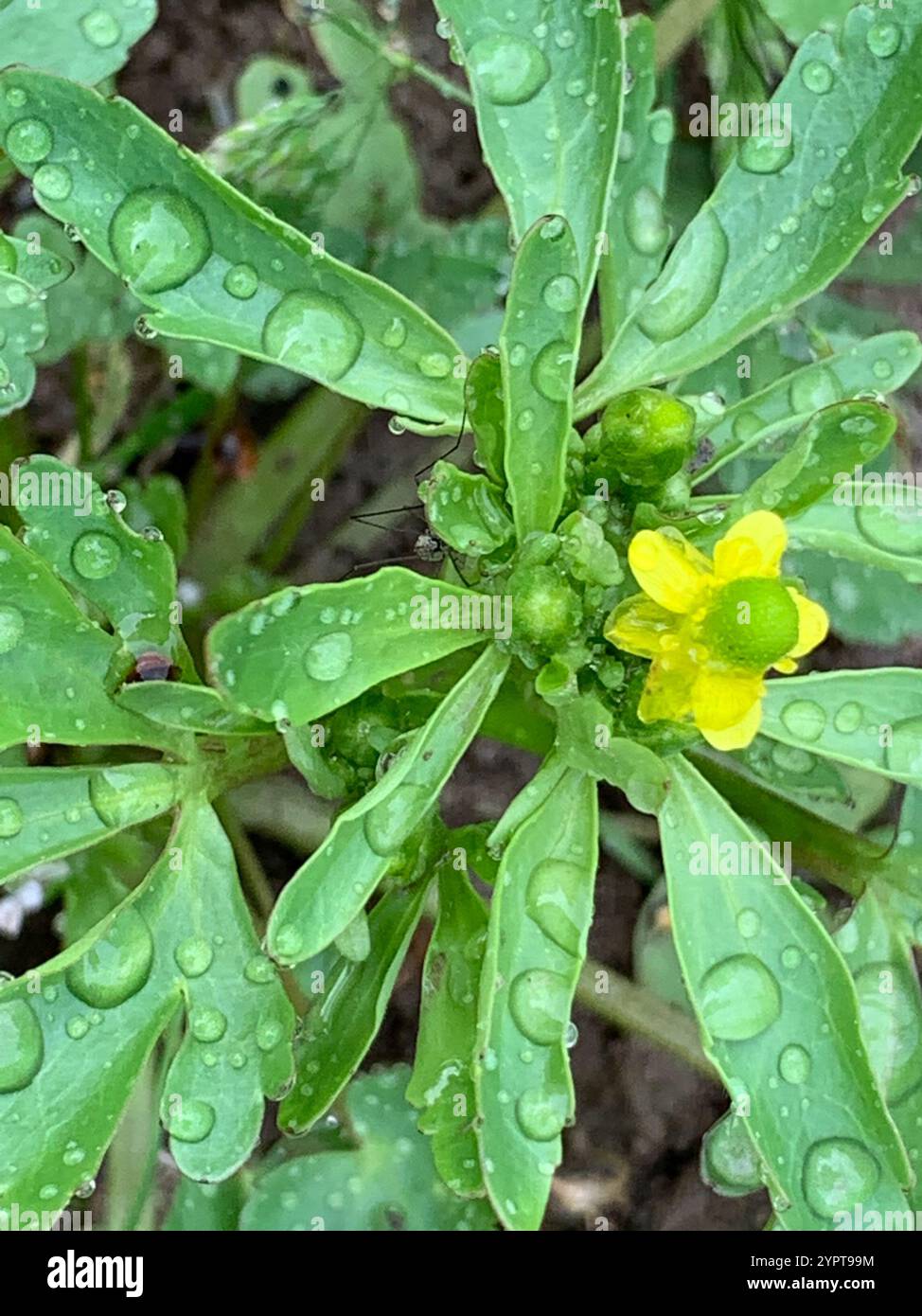 cursed crowfoot (Ranunculus sceleratus Stock Photo - Alamy
