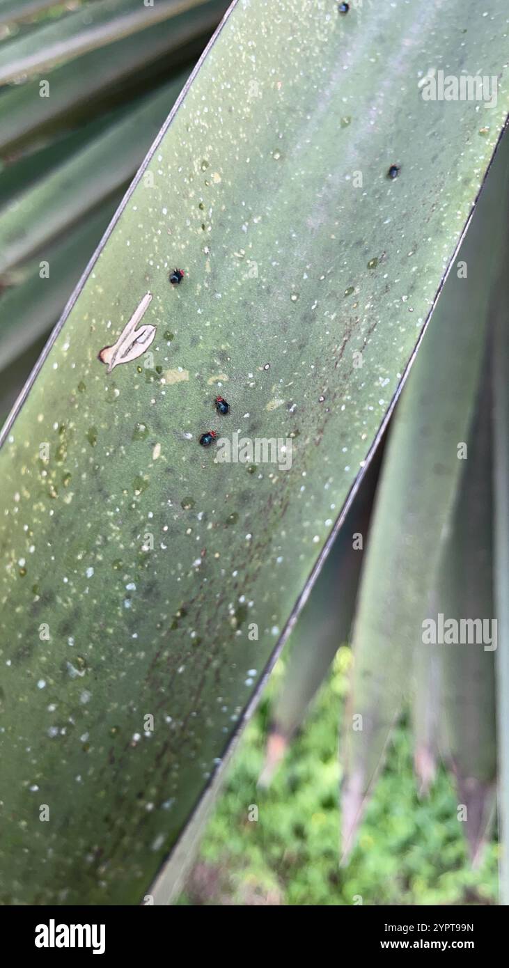 Yucca Plant Bug (Halticotoma valida Stock Photo - Alamy