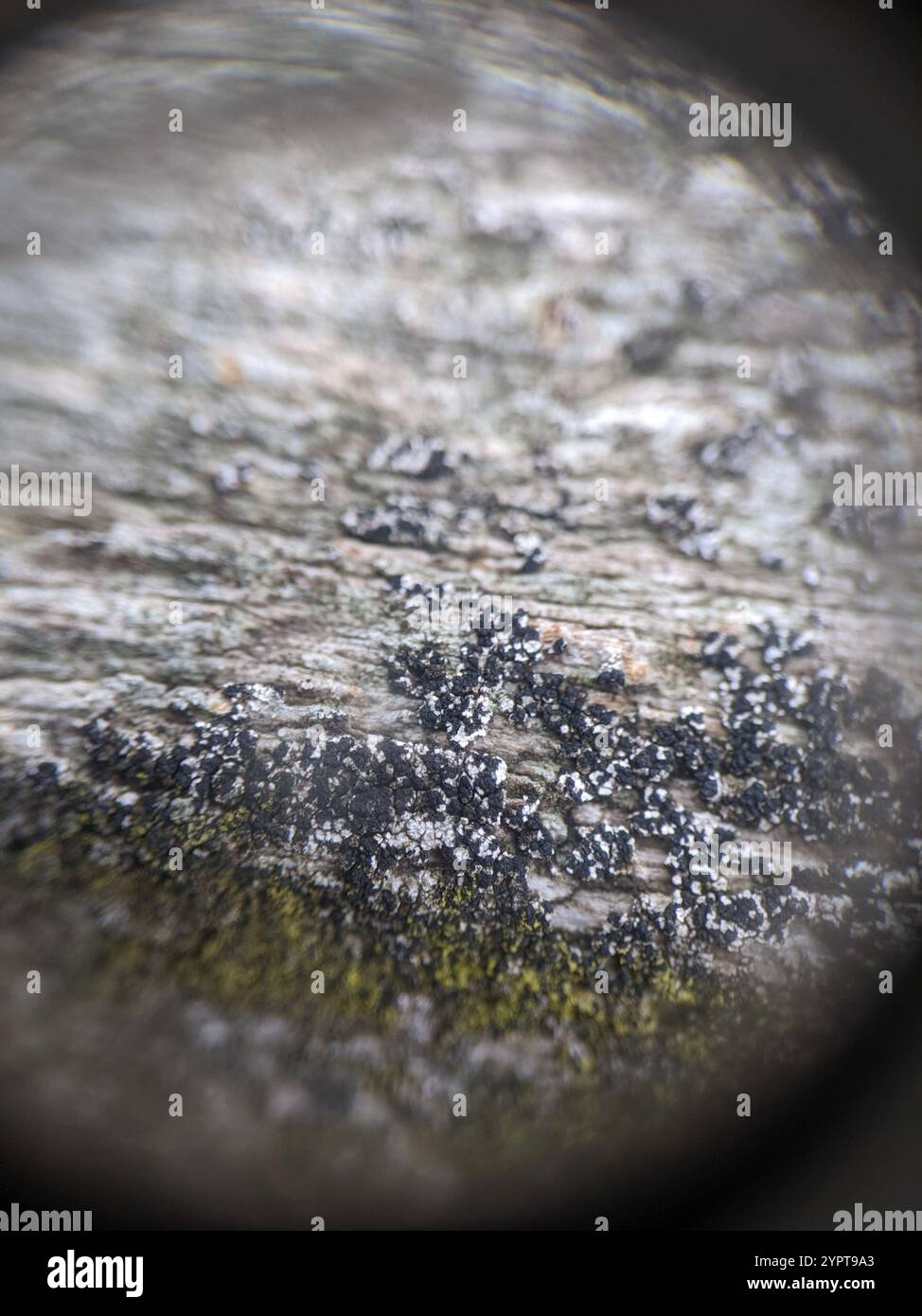Tile Lichens (Lecidea Stock Photo - Alamy