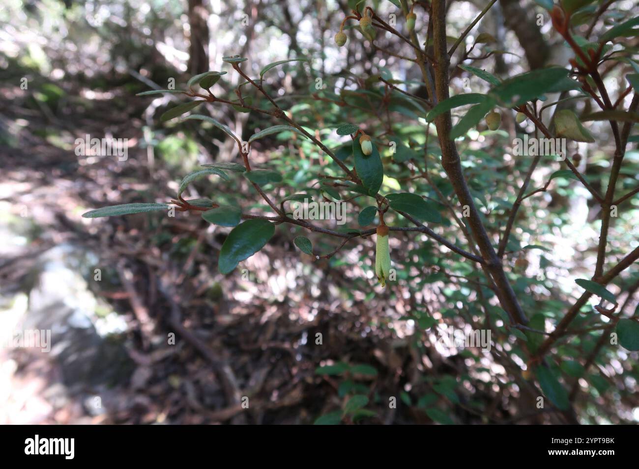 mountain correa (Correa lawrenceana Stock Photo - Alamy