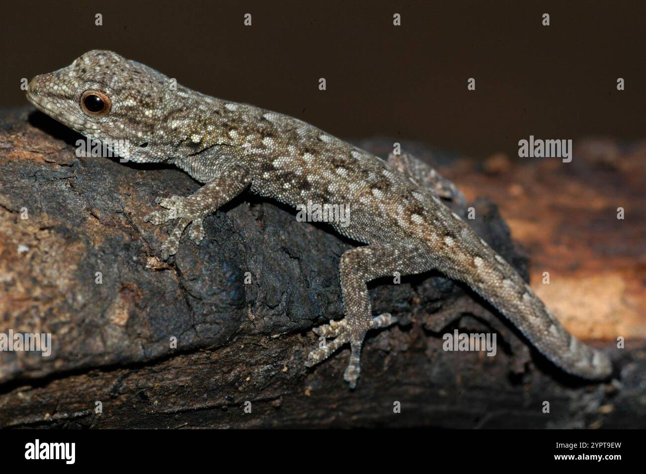 Afro-Neotropical Dwarf Geckos (Lygodactylus Stock Photo - Alamy