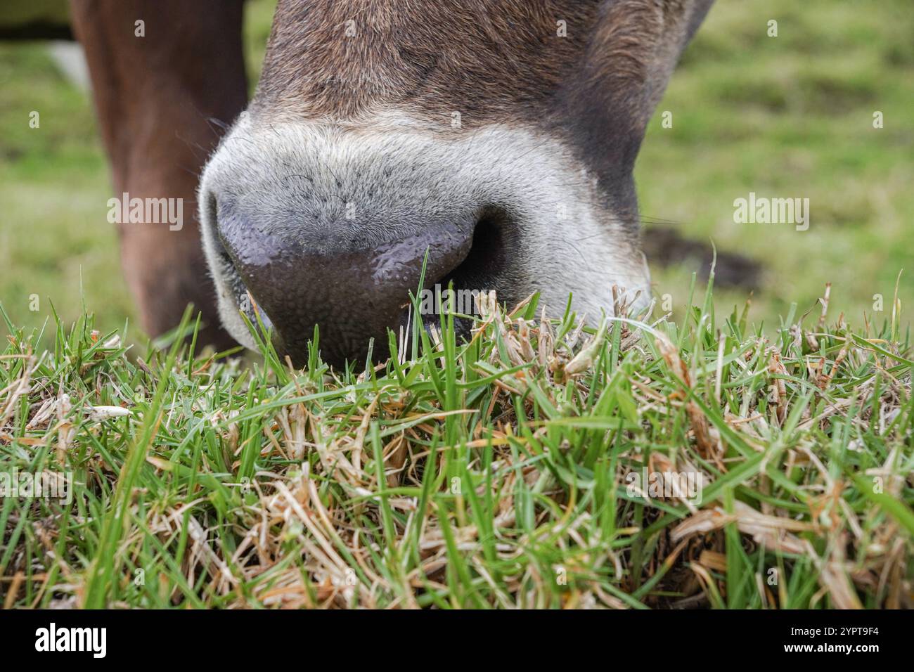 Brown cow eating grass hi-res stock photography and images - Alamy